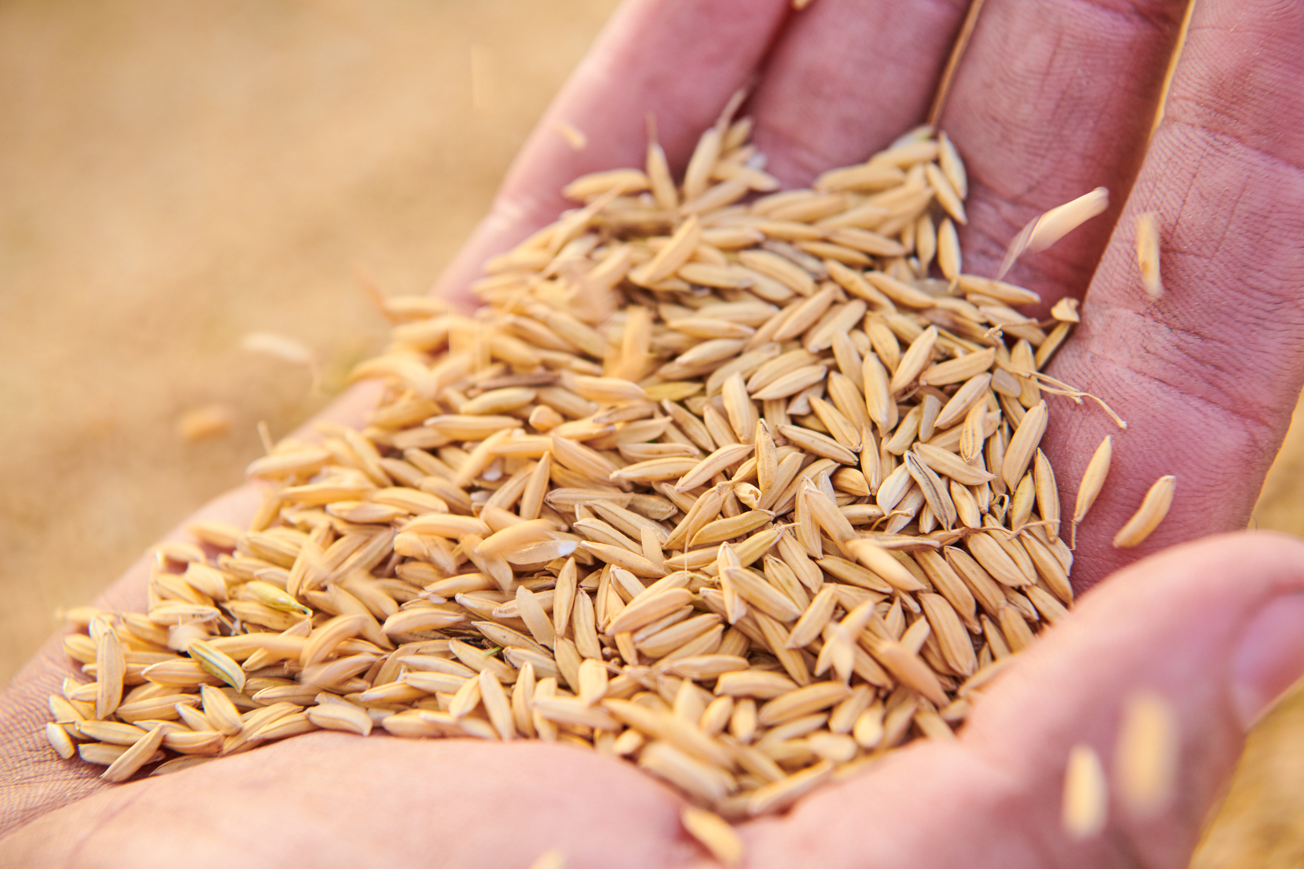 RiceSelect® | About Us